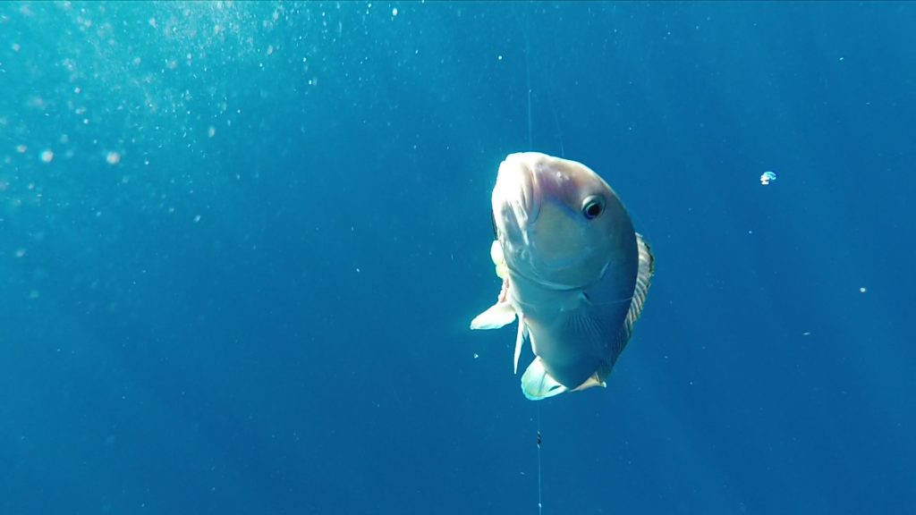 Blueline Tilefish | Old Hat Fishing Charters